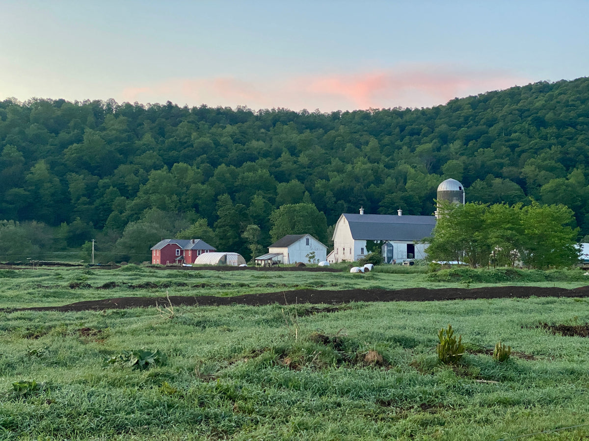 June Chicken Sale Days... — Cobblestone Valley Farm