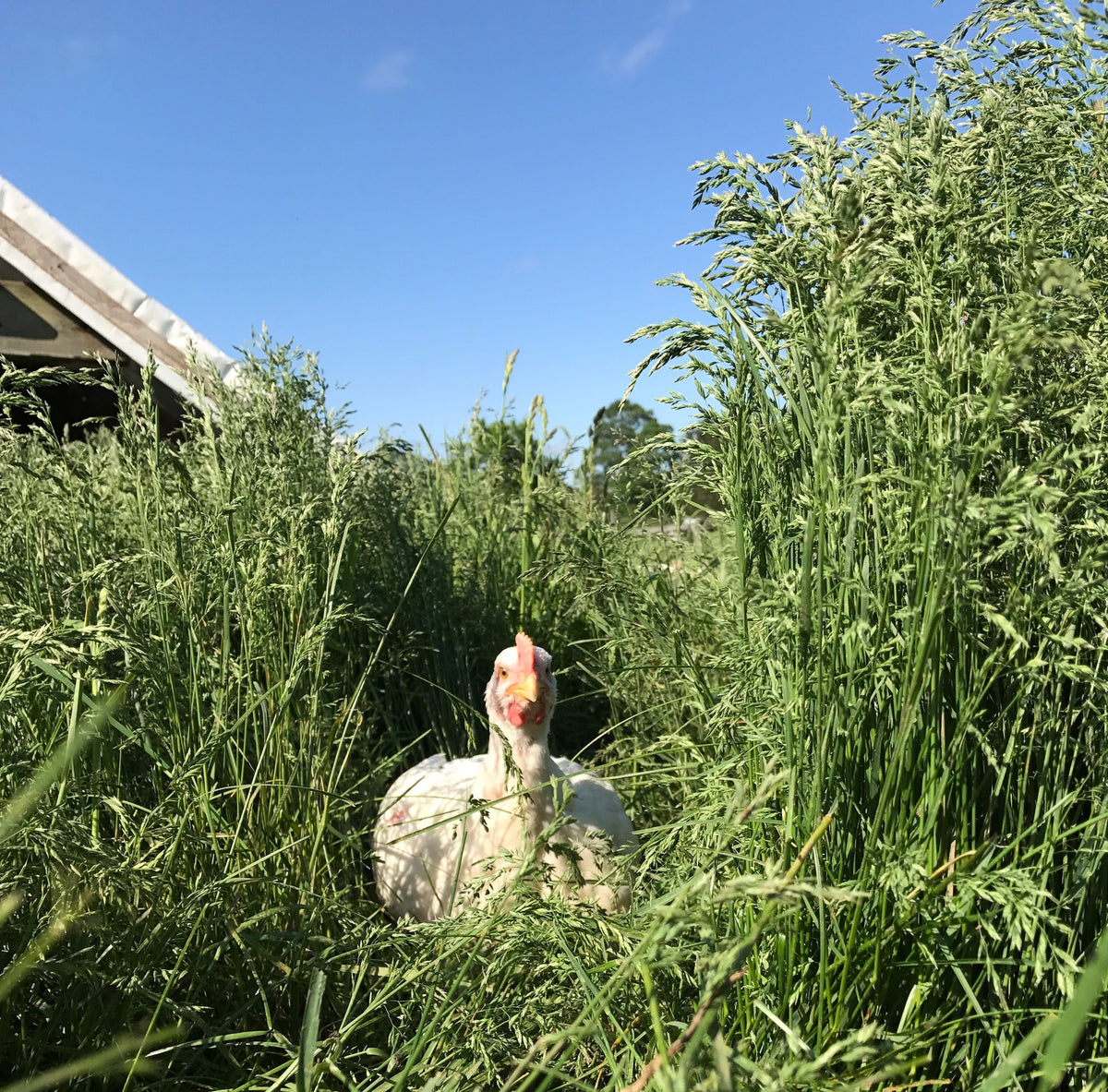Poultry — Cobblestone Valley Farm