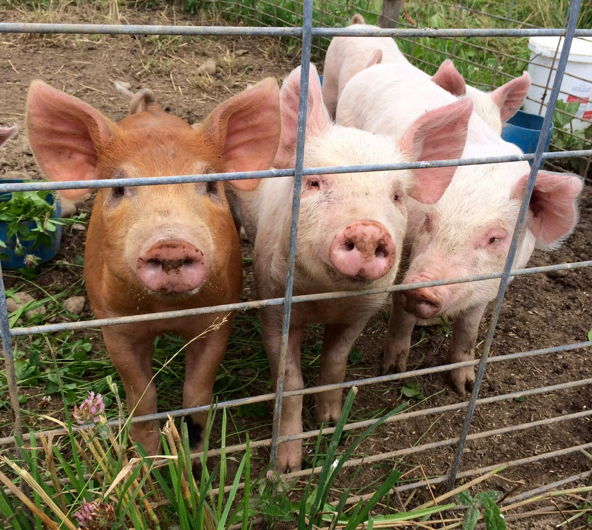 Pork — Cobblestone Valley Farm