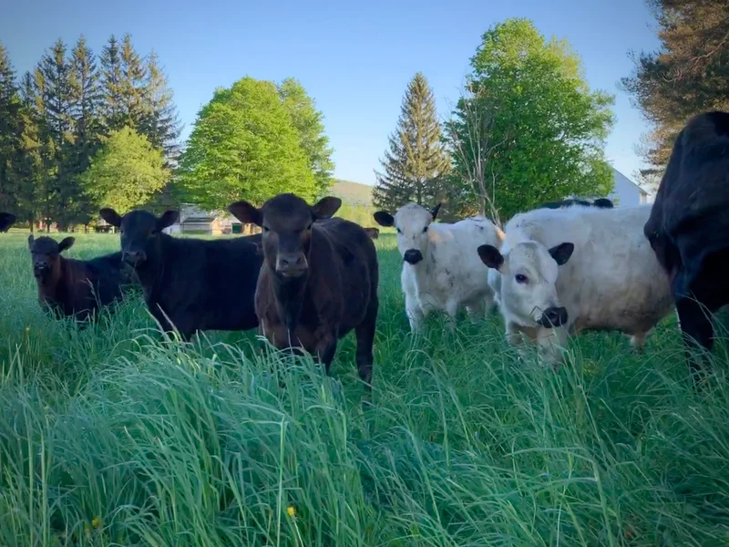 Beef — Cobblestone Valley Farm