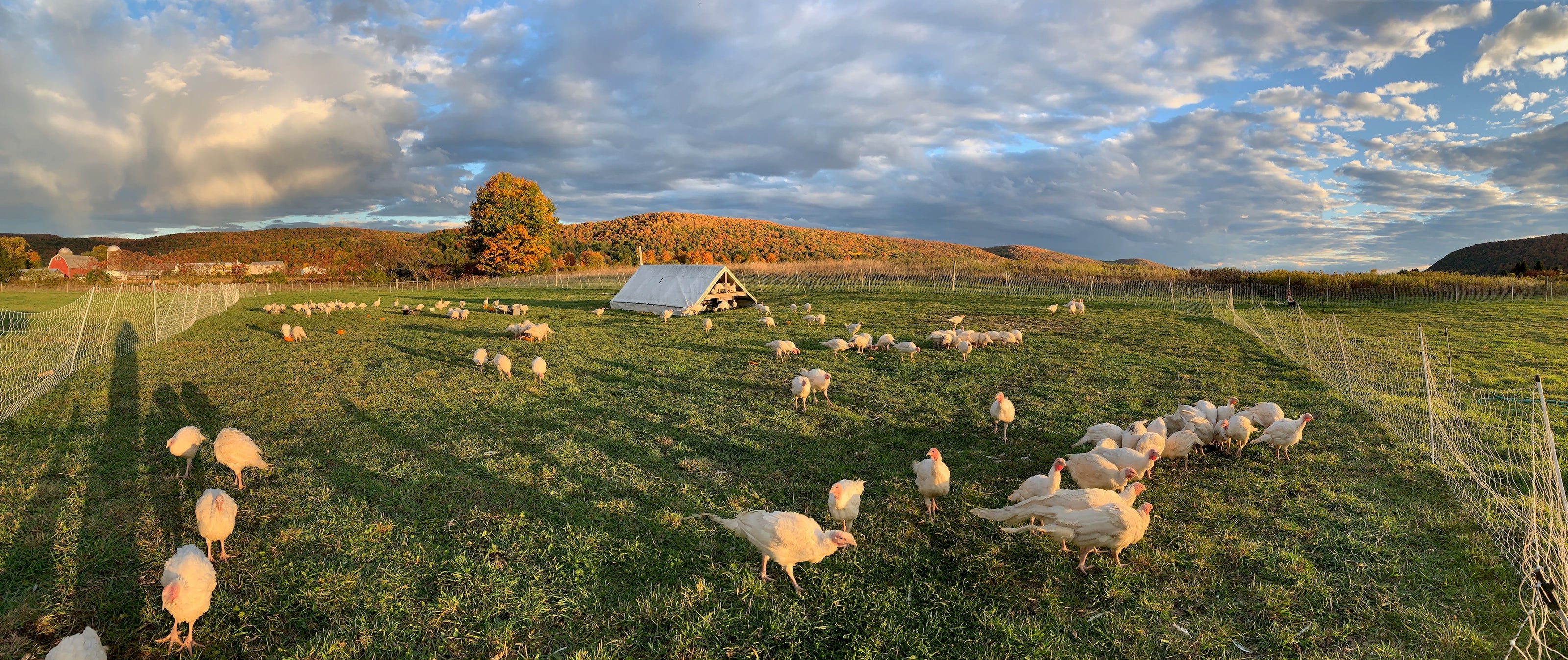 Cobblestone Valley Farm