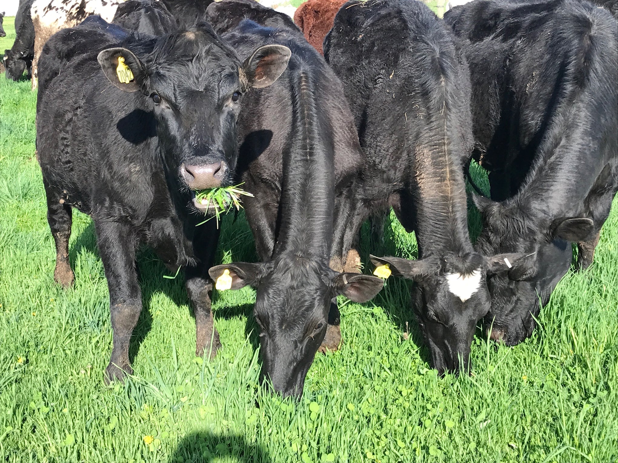 Cobblestone Valley Farm